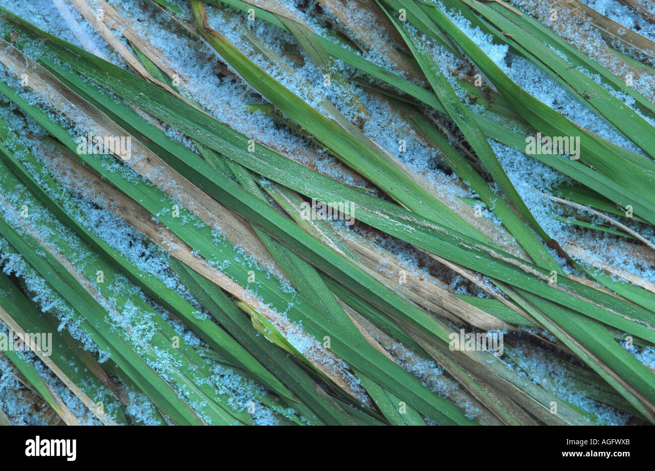 Wild fescue hi-res stock photography and images - Alamy