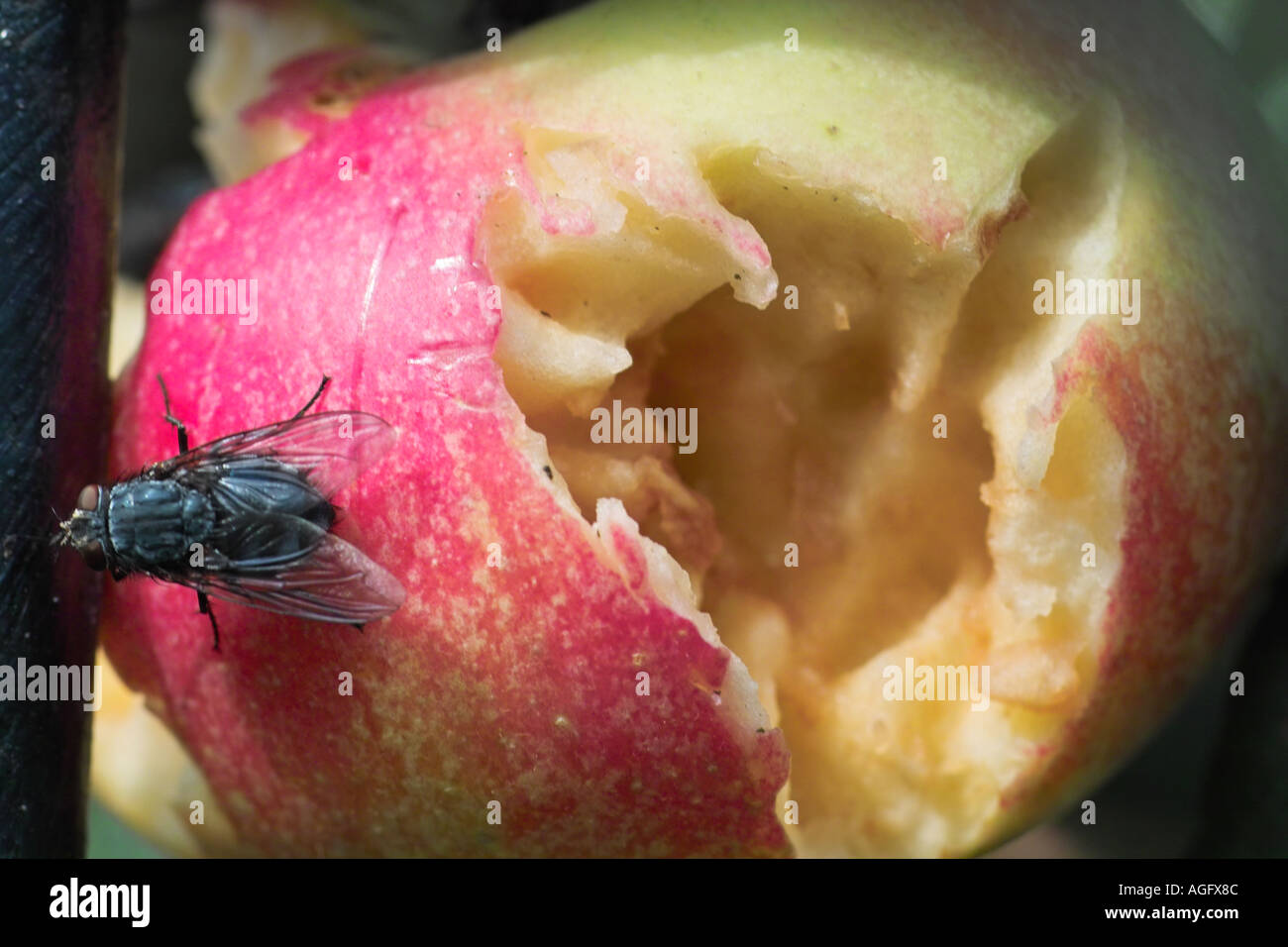 Insect Damaged Apples High Resolution Stock Photography and Images - Alamy