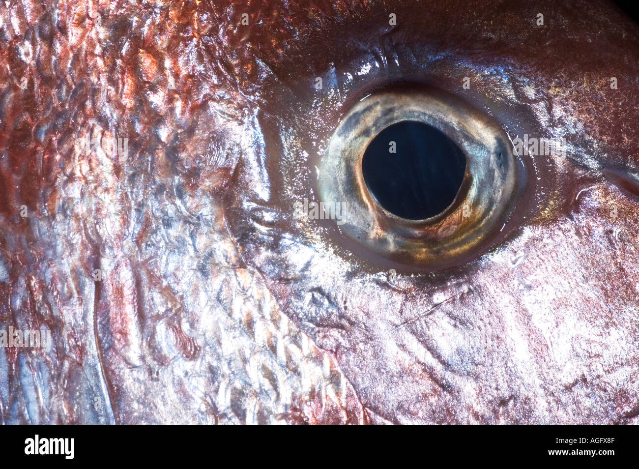 detail of fish red snapper eye Stock Photo - Alamy