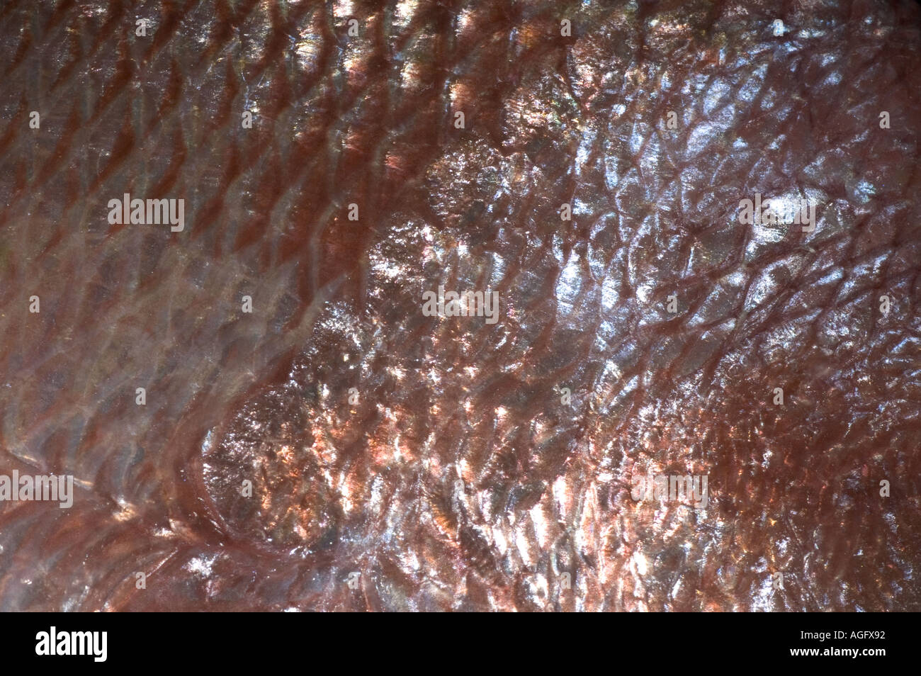 detail of fish red snapper fin Stock Photo - Alamy