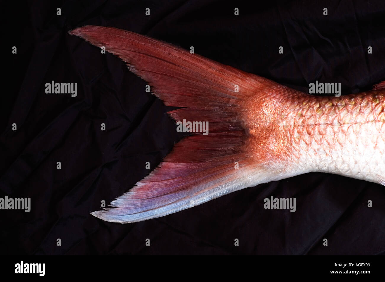 Fishy tail hi-res stock photography and images - Alamy