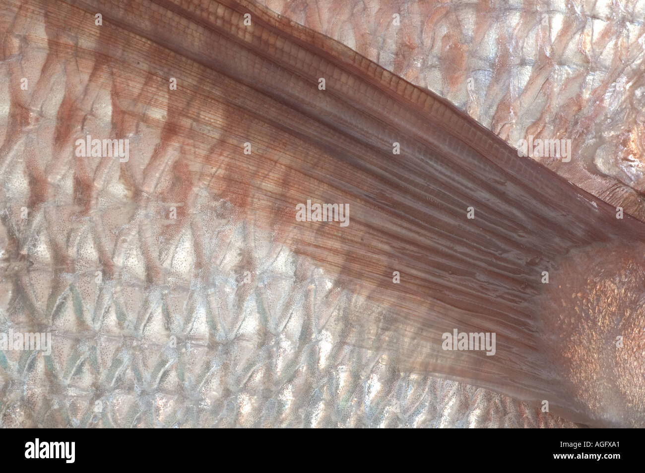 detail of fish red snapper scales Stock Photo - Alamy