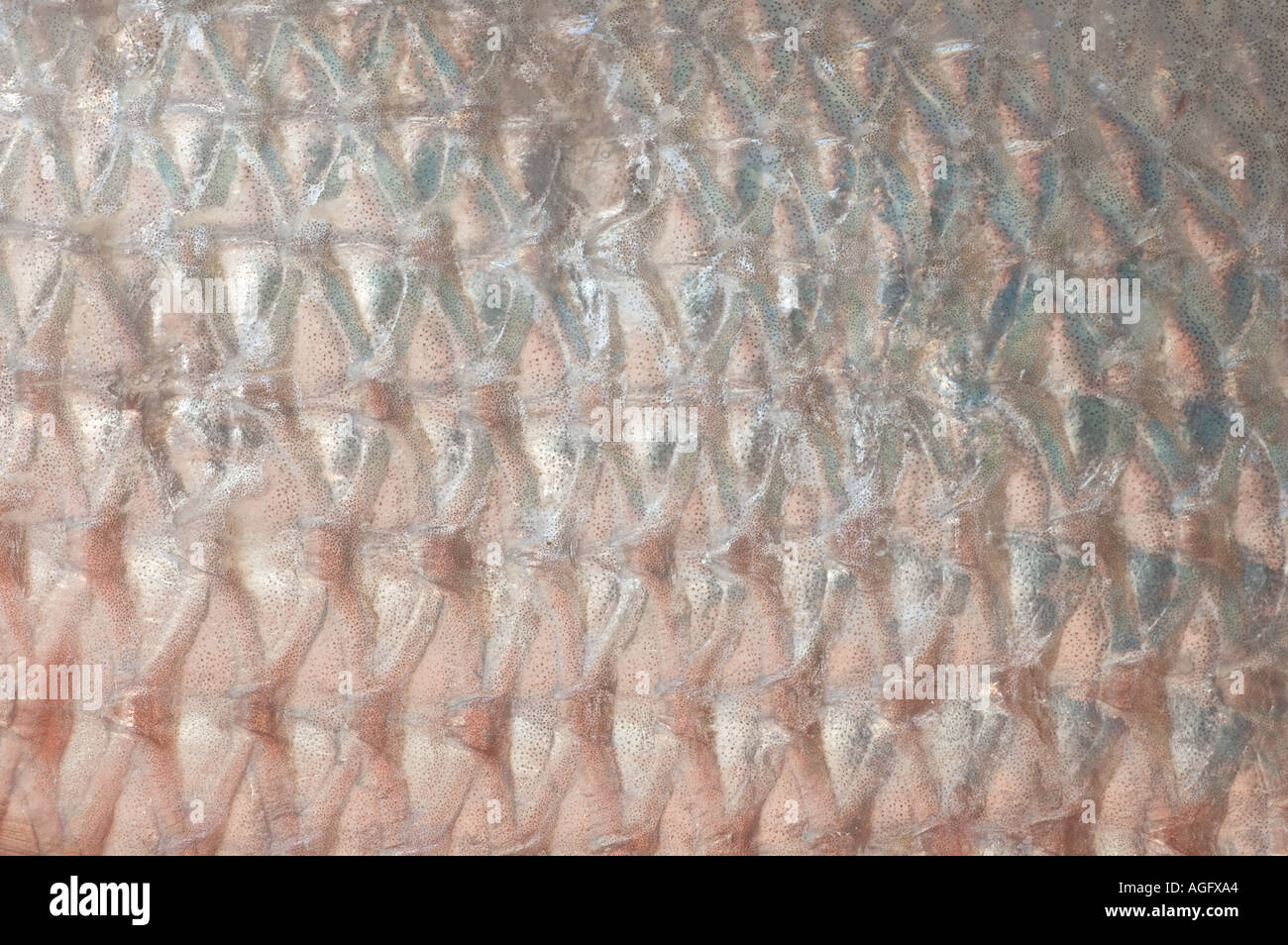 detail of fish red snapper scales Stock Photo - Alamy