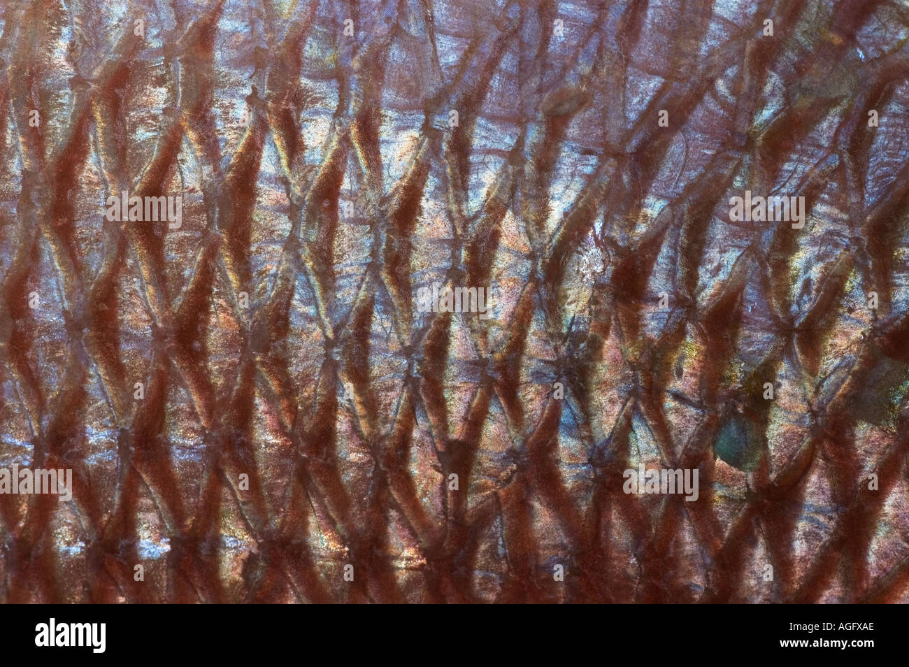 detail of fish red snapper scales Stock Photo - Alamy