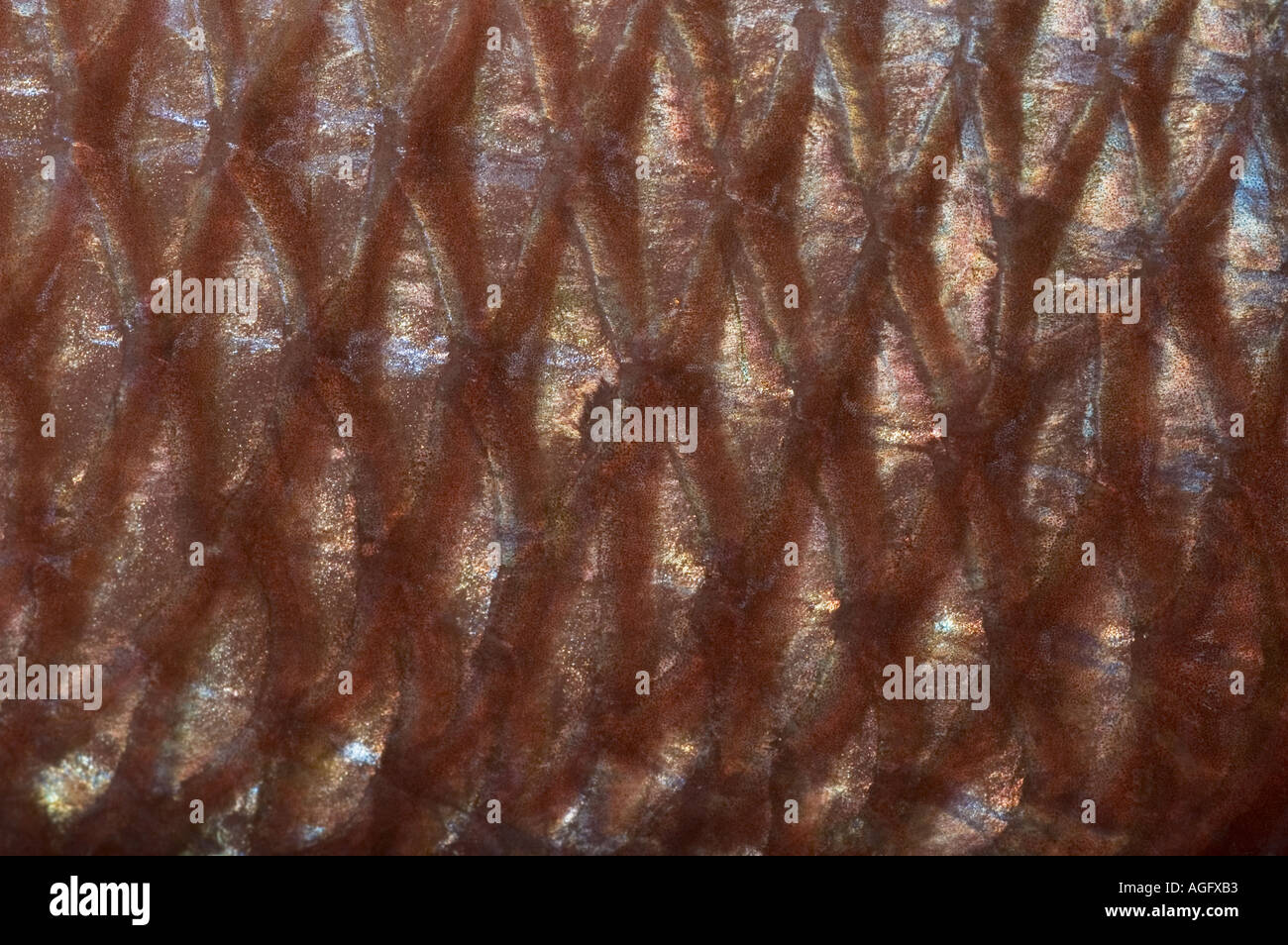 detail of fish red snapper scales Stock Photo - Alamy