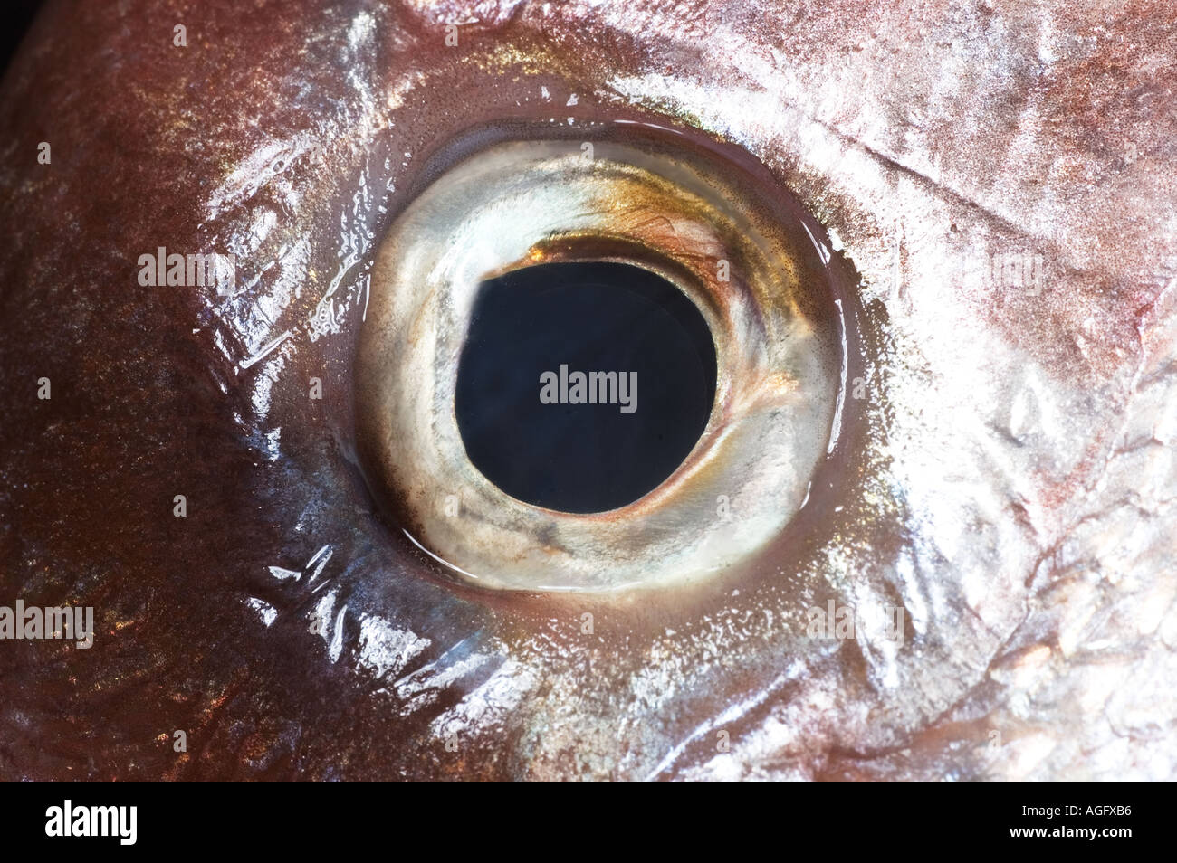 detail of fish red snapper eye Stock Photo - Alamy