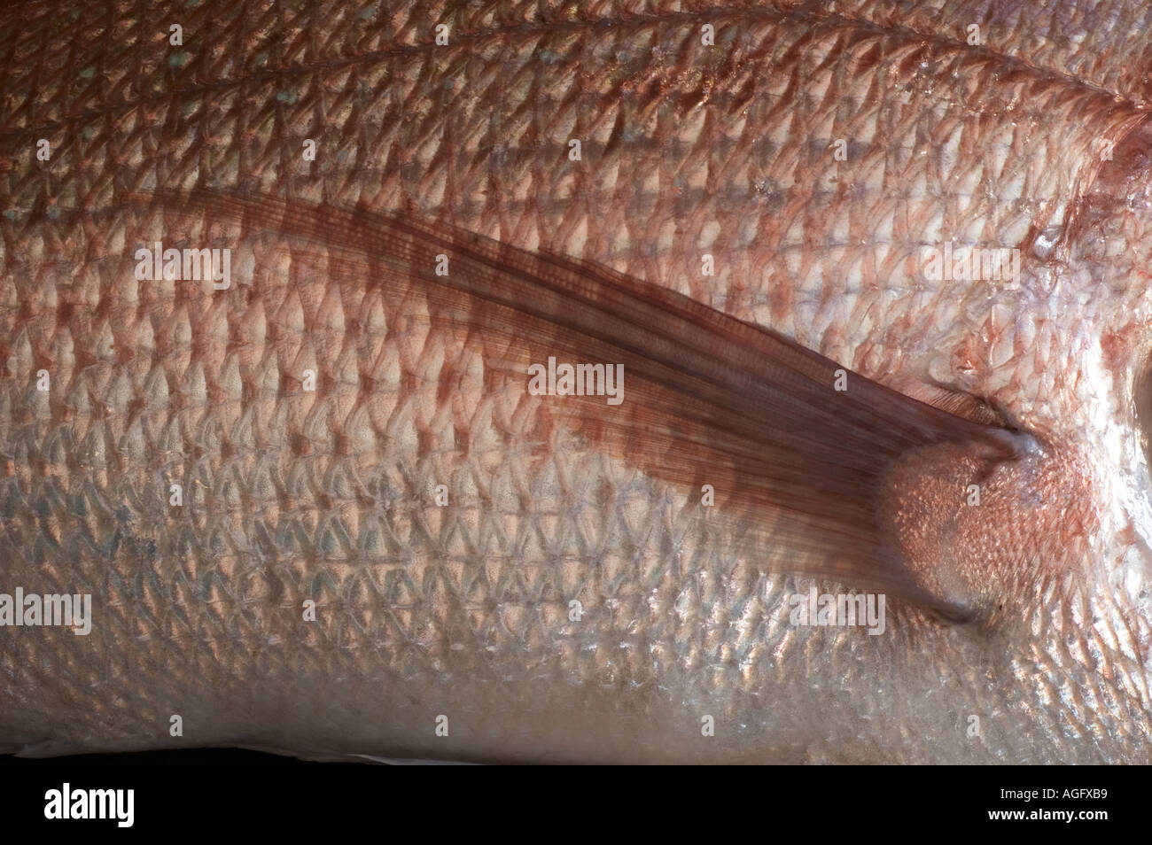 Queensland red snapper australian seafood Stock Photo - Alamy