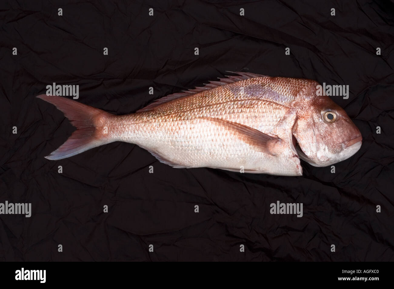 Queensland red snapper australian seafood Stock Photo - Alamy