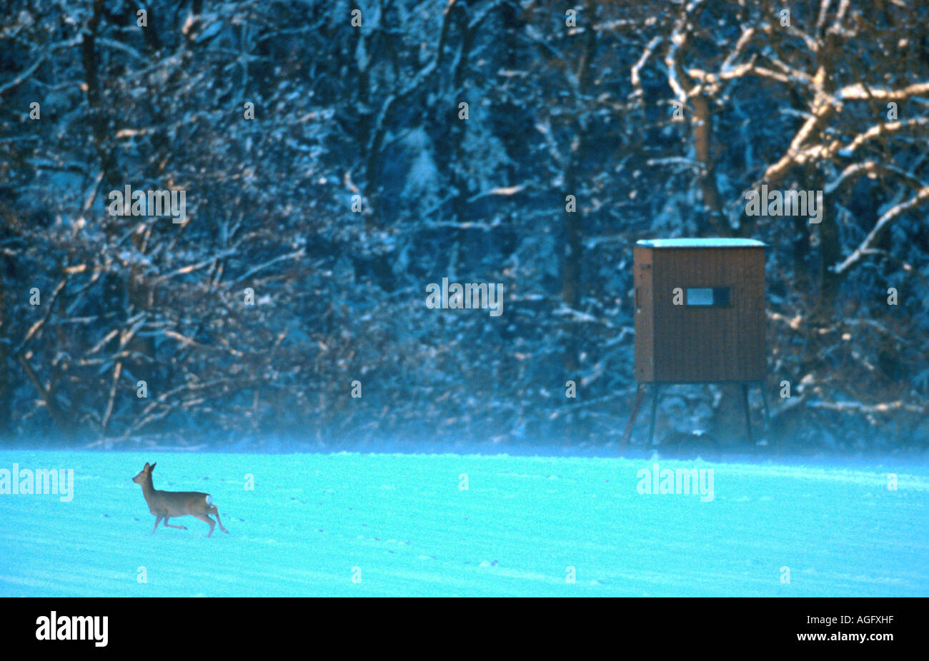 roe deer (Capreolus capreolus), hind in winter, with raised hide behind ...