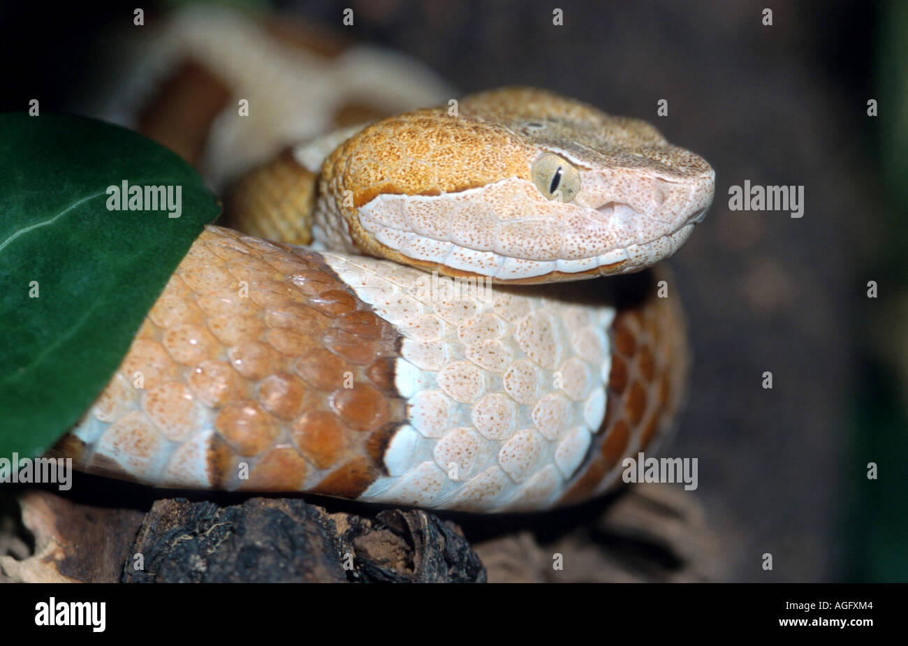 Copperhead pit viper usa hi-res stock photography and images - Alamy