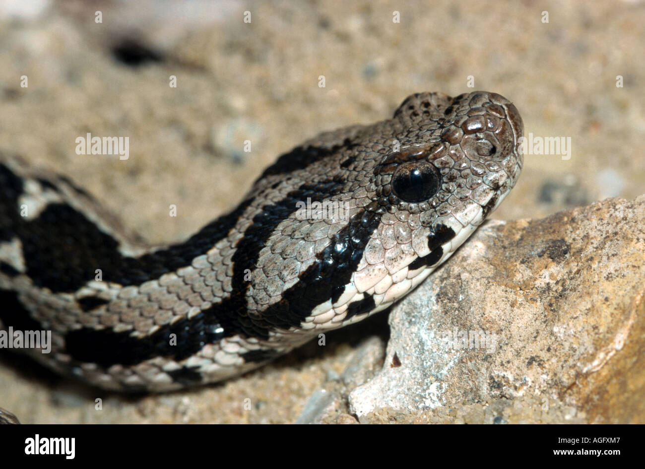 European coastal viper, Ottoman viper, Near East viper (Daboia xanthina ...