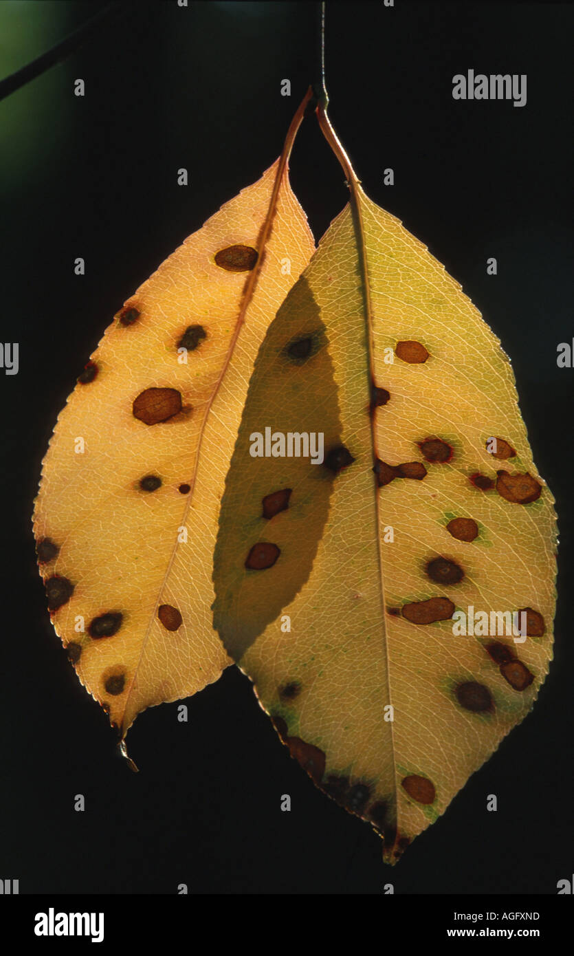 Leaf veins leaf common beech hi-res stock photography and images - Alamy