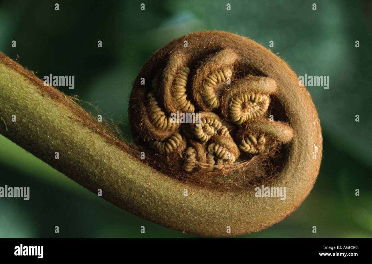 Convoluted hi-res stock photography and images - Alamy