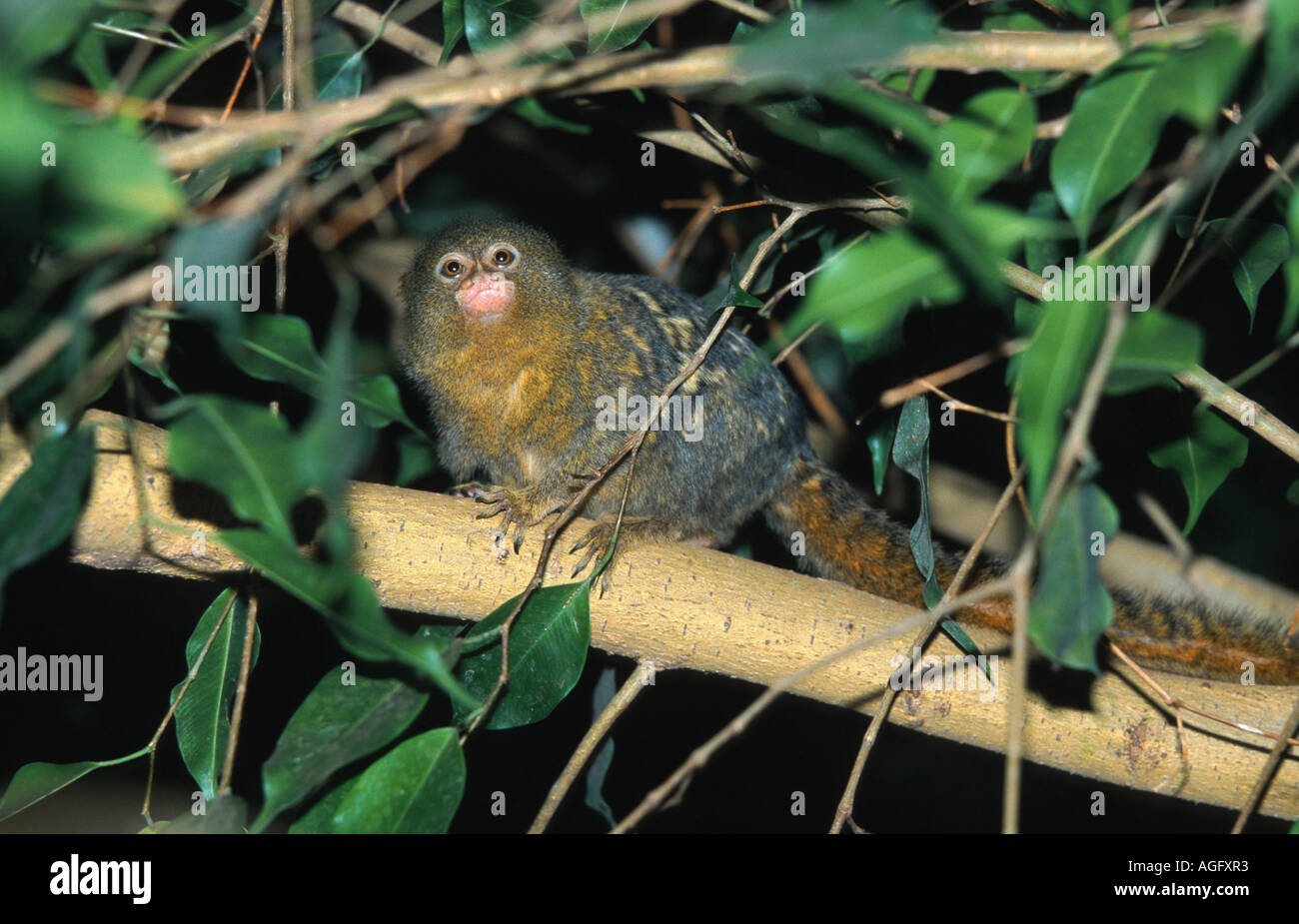 pygmy marmoset (Cebuella pygmaea, Callithrix pygmaea), itting on a tree ...