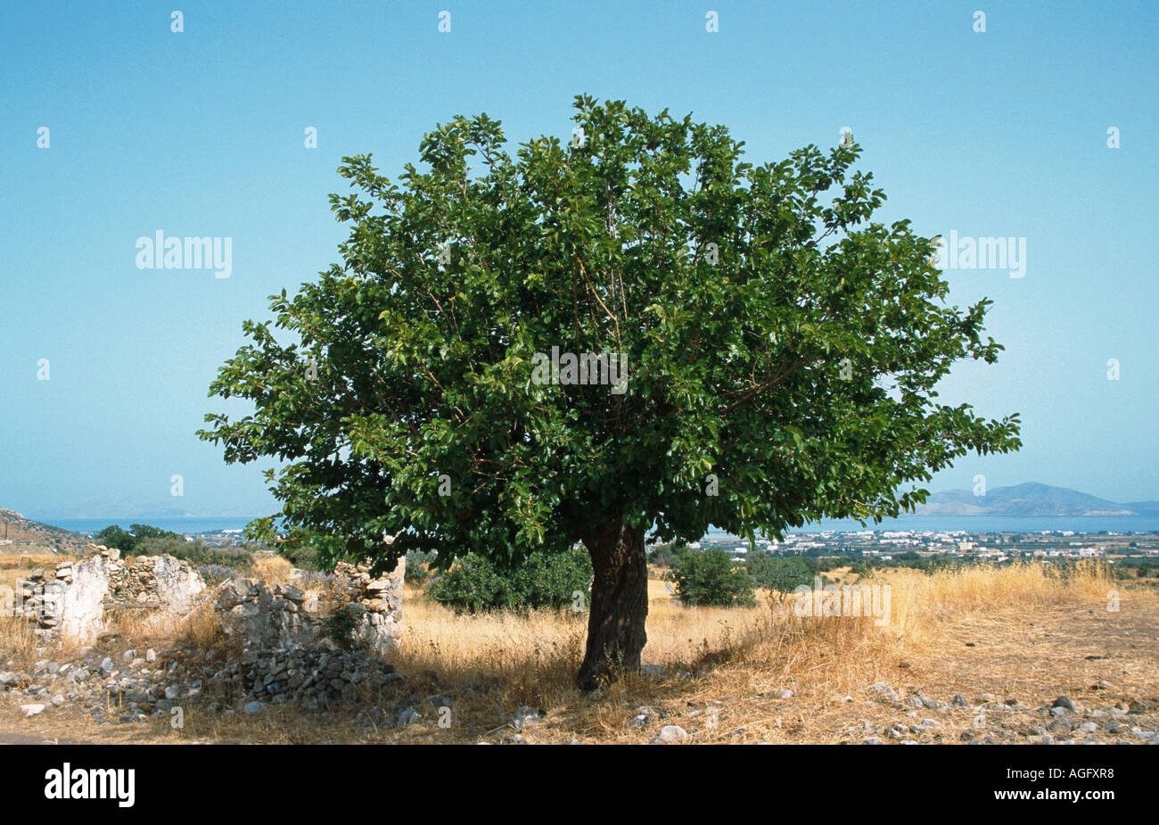 Chinese Mulberry Trees