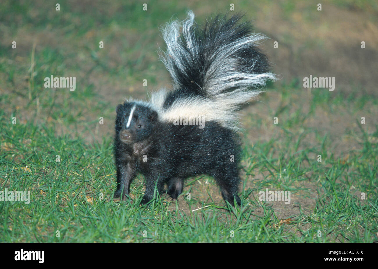 striped skunk (Mephitis mephitis), threatening posture, USA Stock Photo ...
