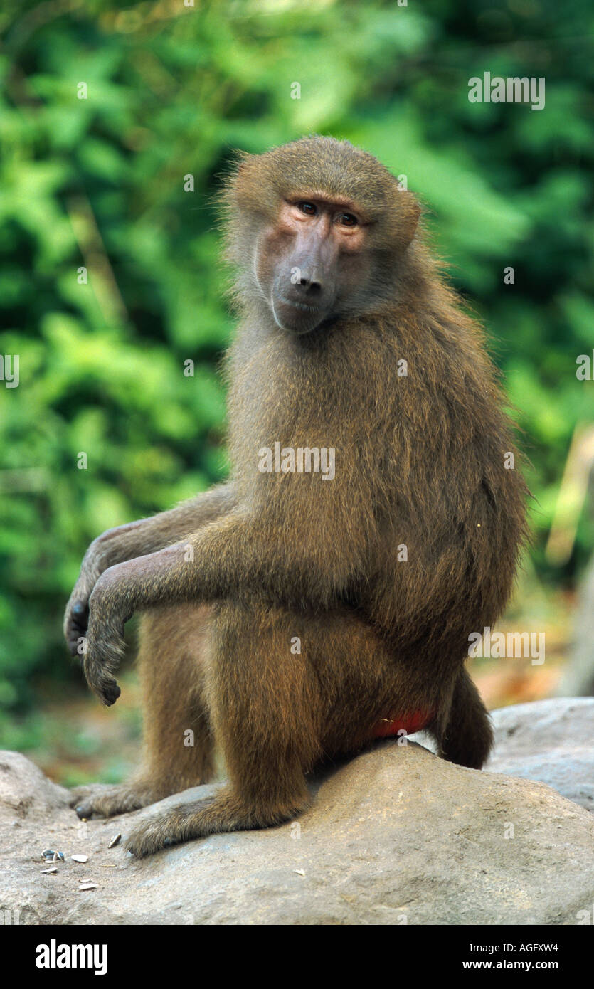 hamadryas baboon, sacred baboon (Papio hamadryas), sitting on stone ...