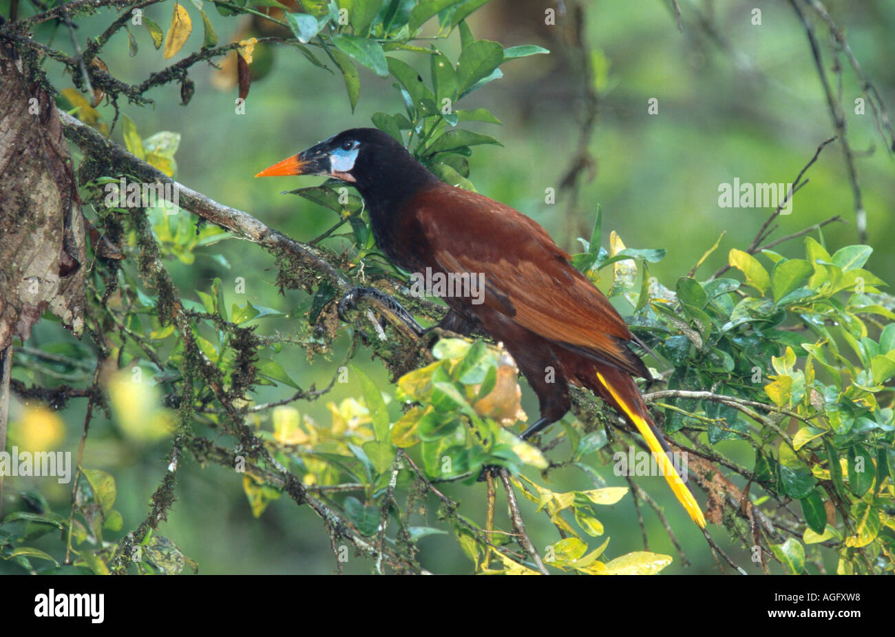 montezuma oropendola (Psarocolius montezuma), sitting on tree, Costa ...