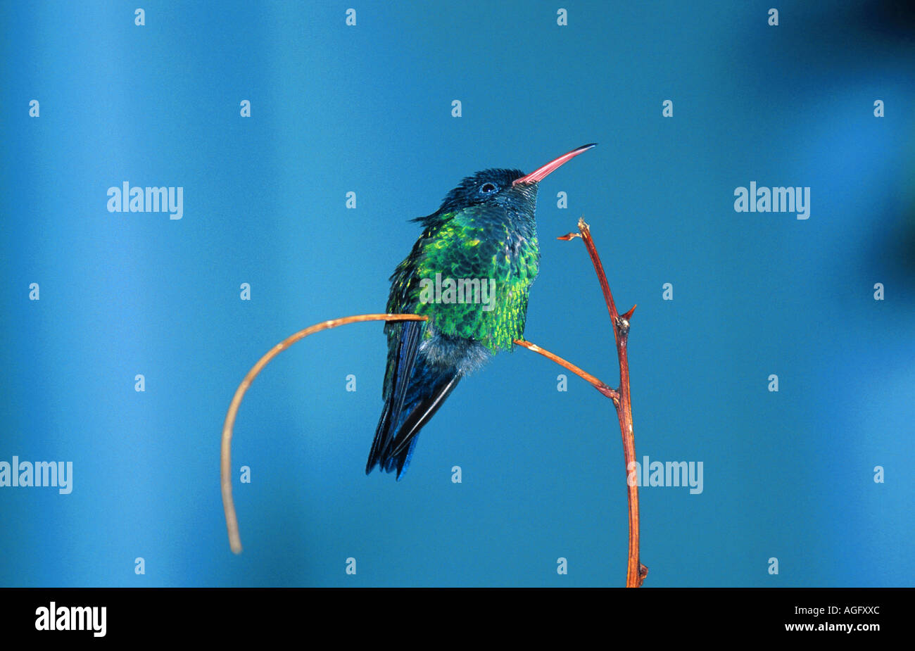 Trochilus polytmus hi-res stock photography and images - Alamy