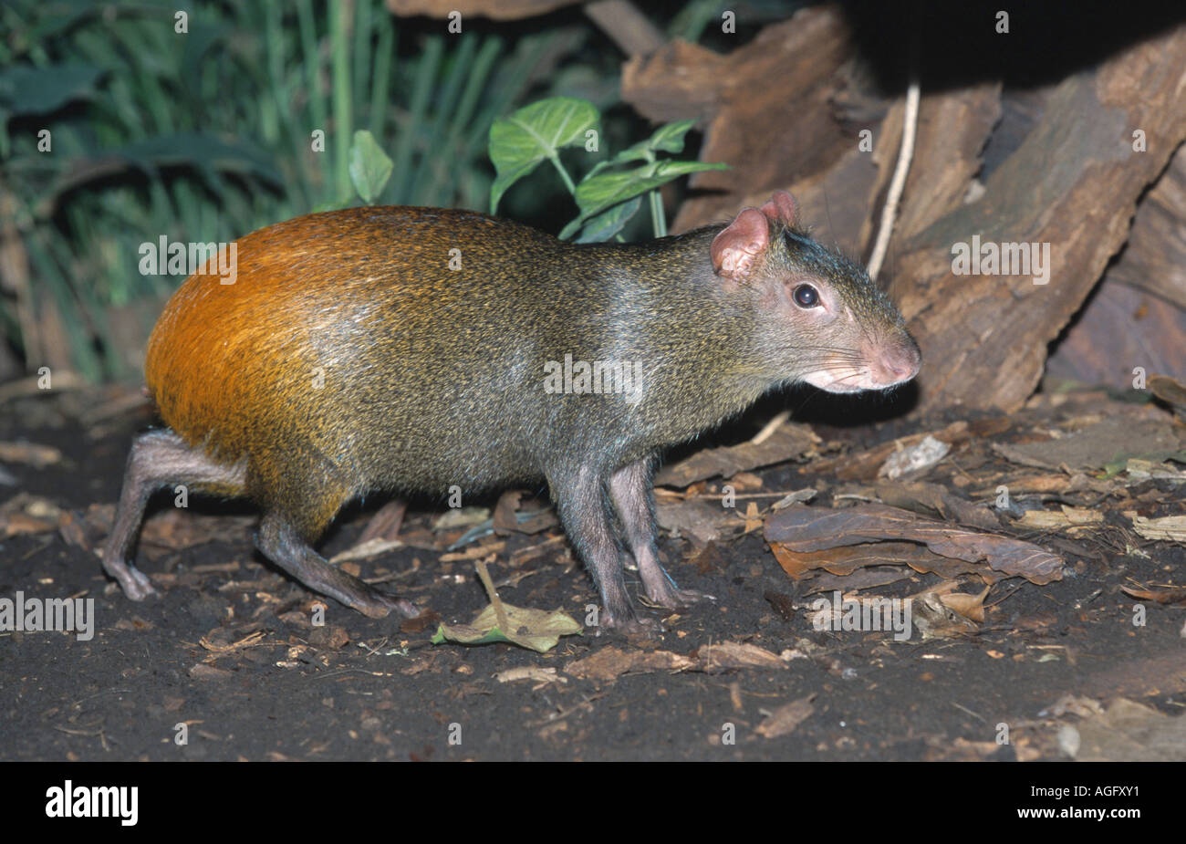 orange-rumped agouti (Dasyprocta aguti), Costa Rica Stock Photo - Alamy