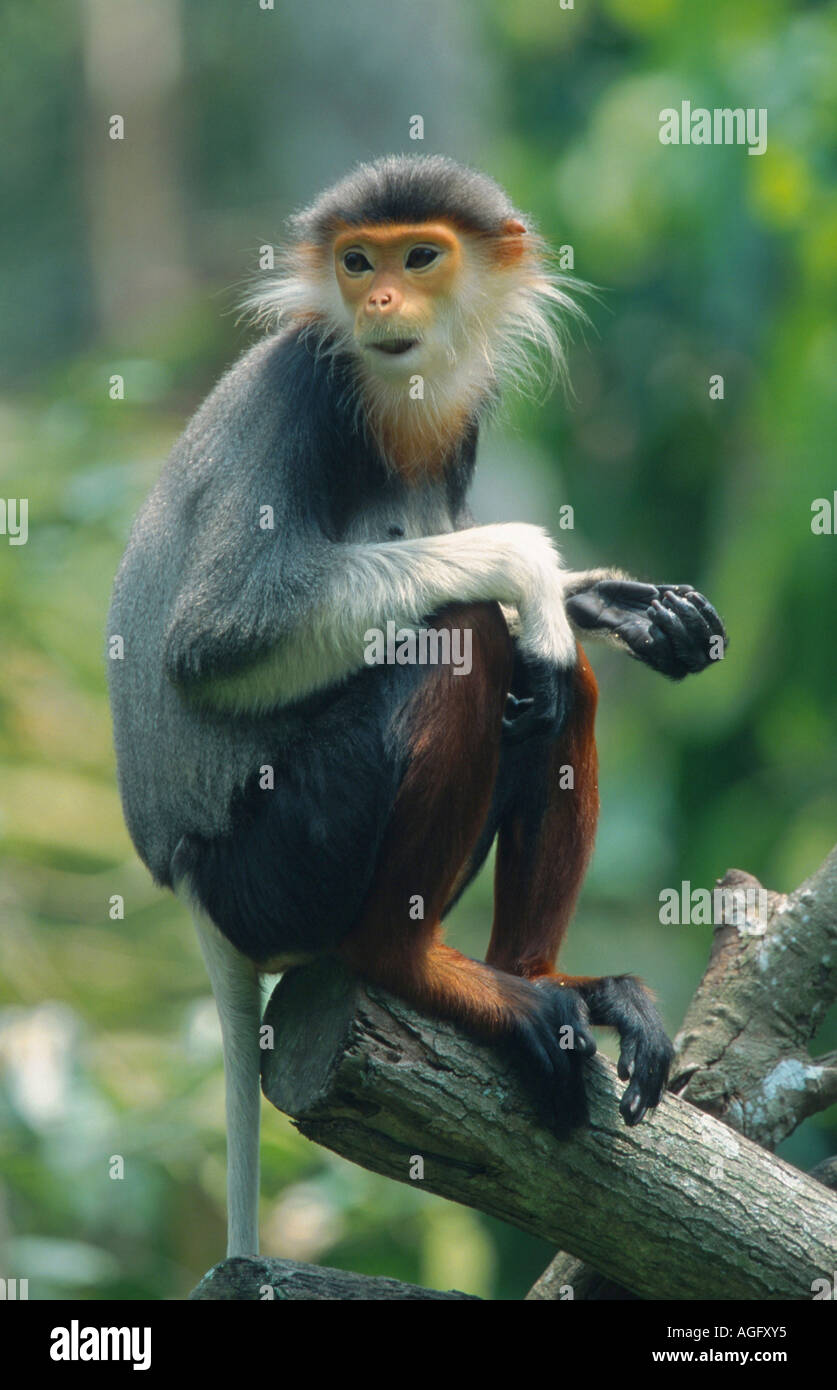 red-shanked douc langur, dove langur (Pygathrix nemaeus), sitting on ...
