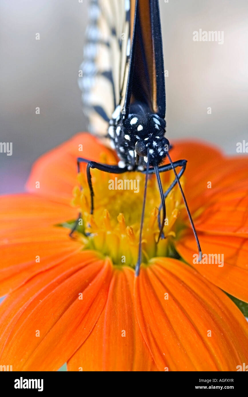 Butterfly ditrysia hi-res stock photography and images - Alamy