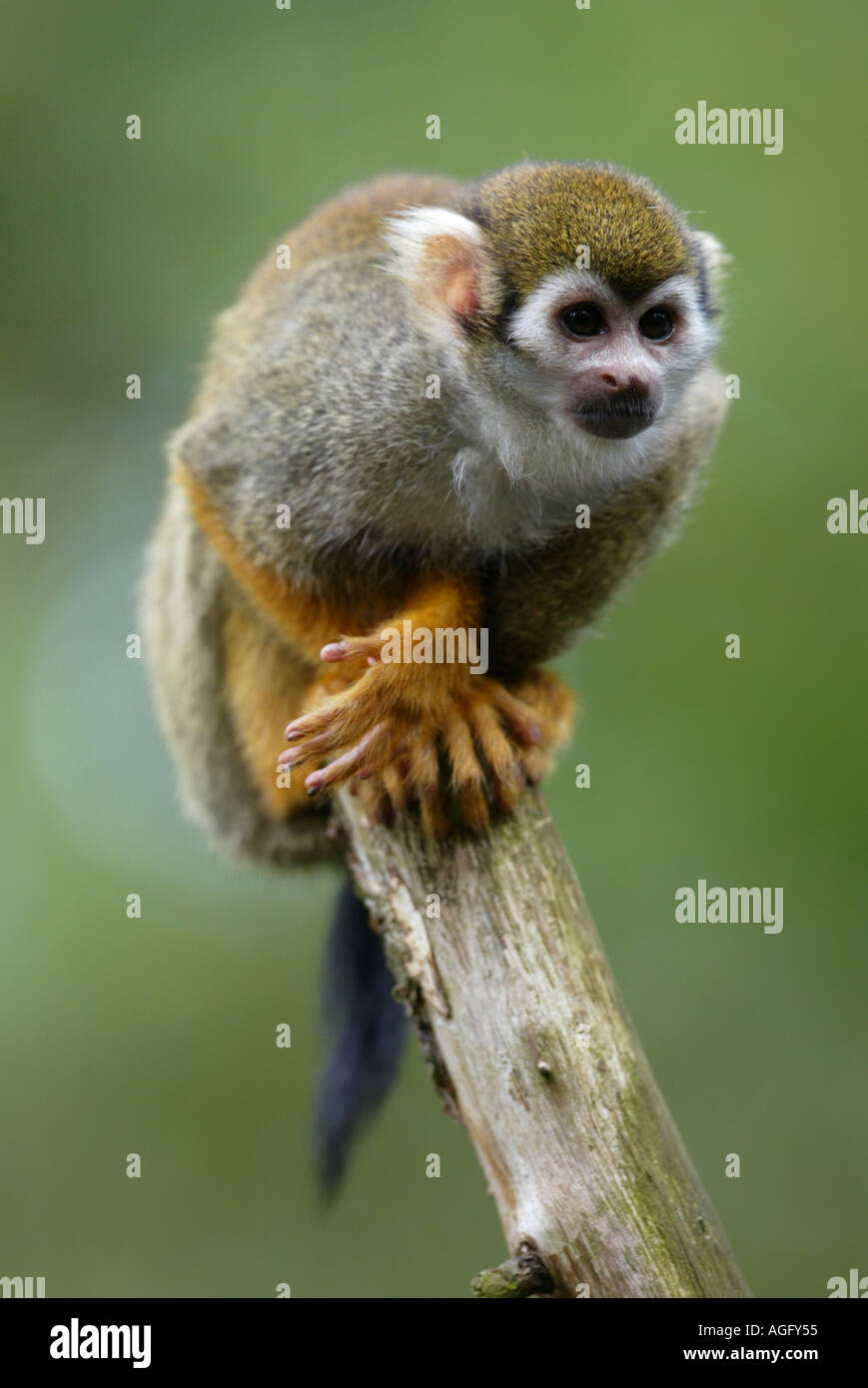 Saimiri sp hi-res stock photography and images - Alamy