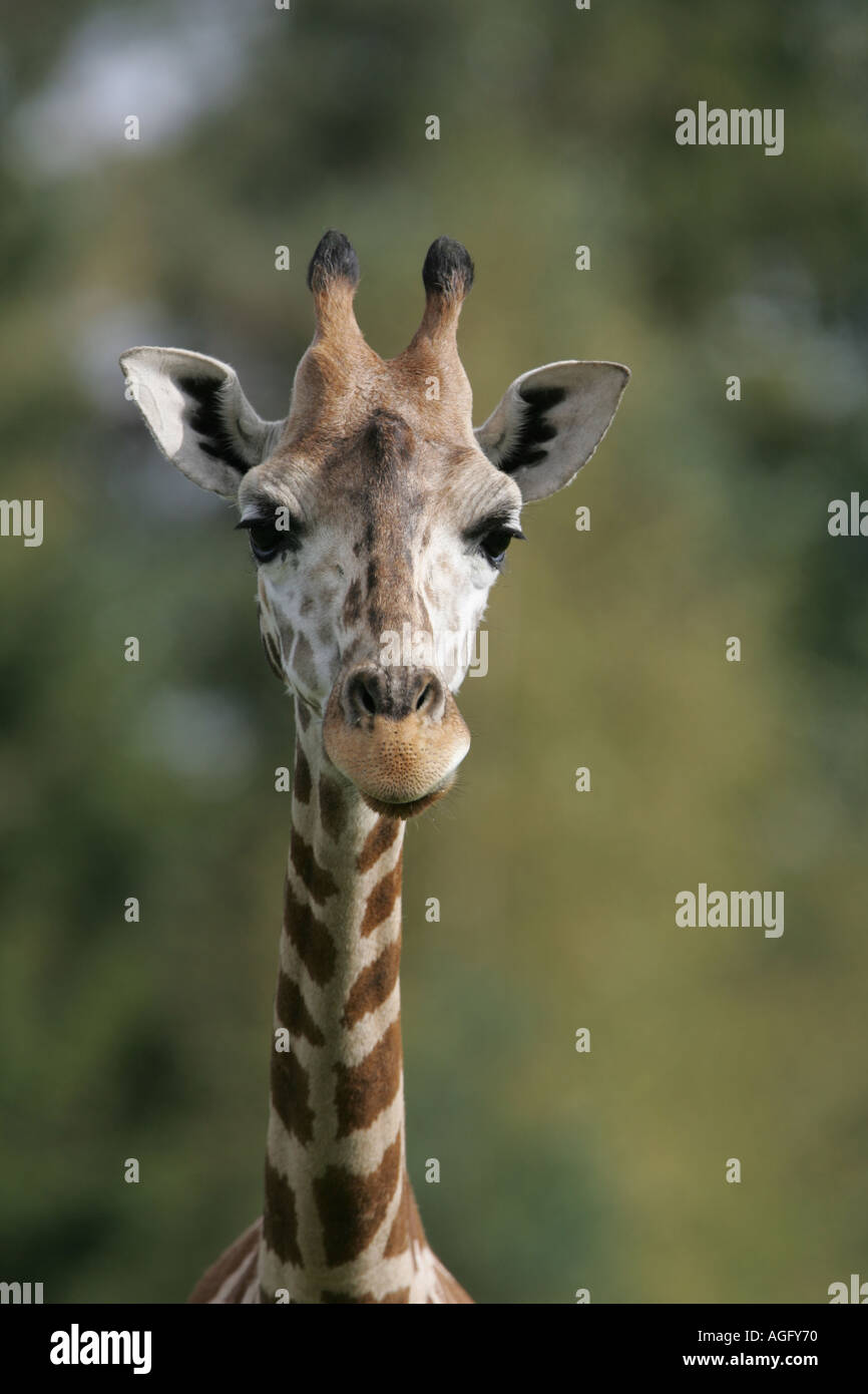 Closeup of giraffe s head Stock Photo - Alamy