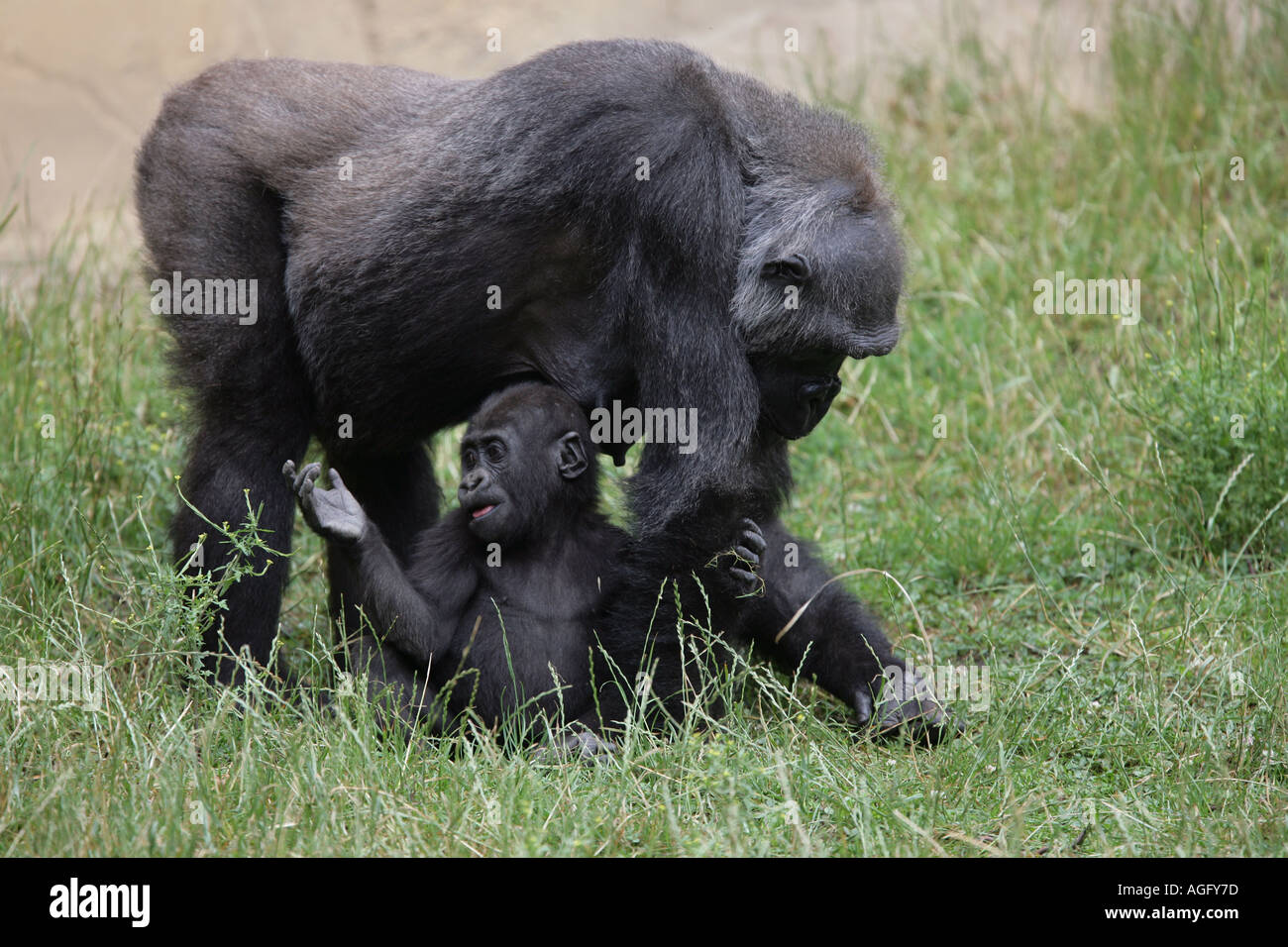 Gorilla mother eating food with her young Stock Photo - Alamy