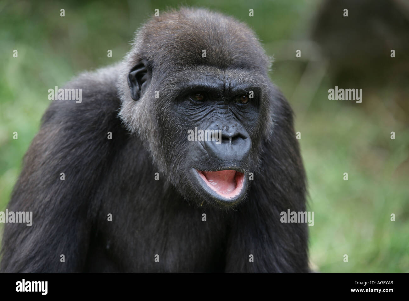 female Gorilla portrait Stock Photo - Alamy