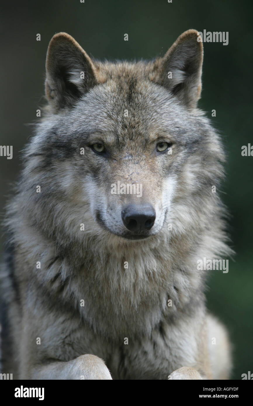 Great plains wolf buffalo wolf hi-res stock photography and images - Alamy
