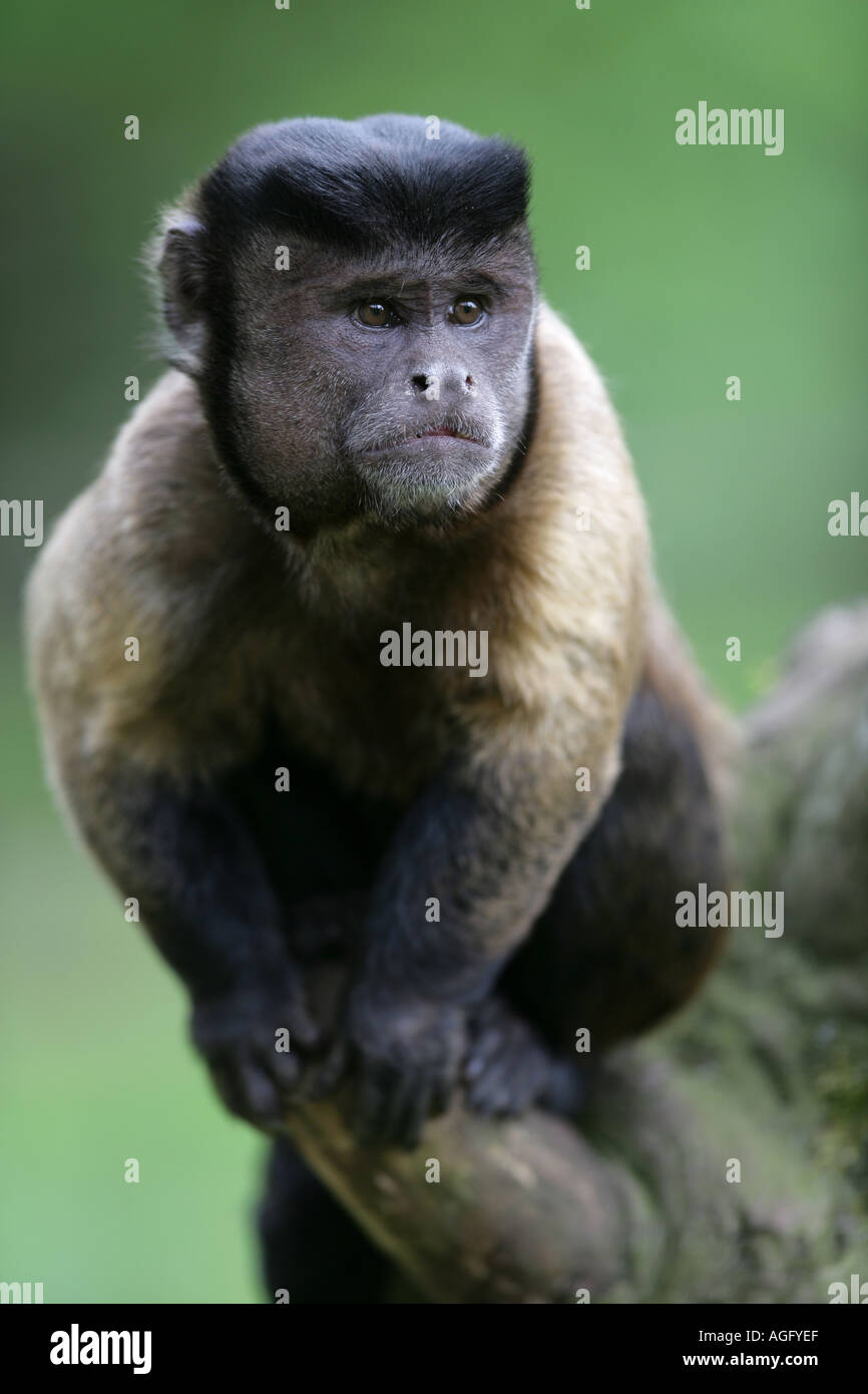 Hooded capuchin - Cebus apella Stock Photo - Alamy
