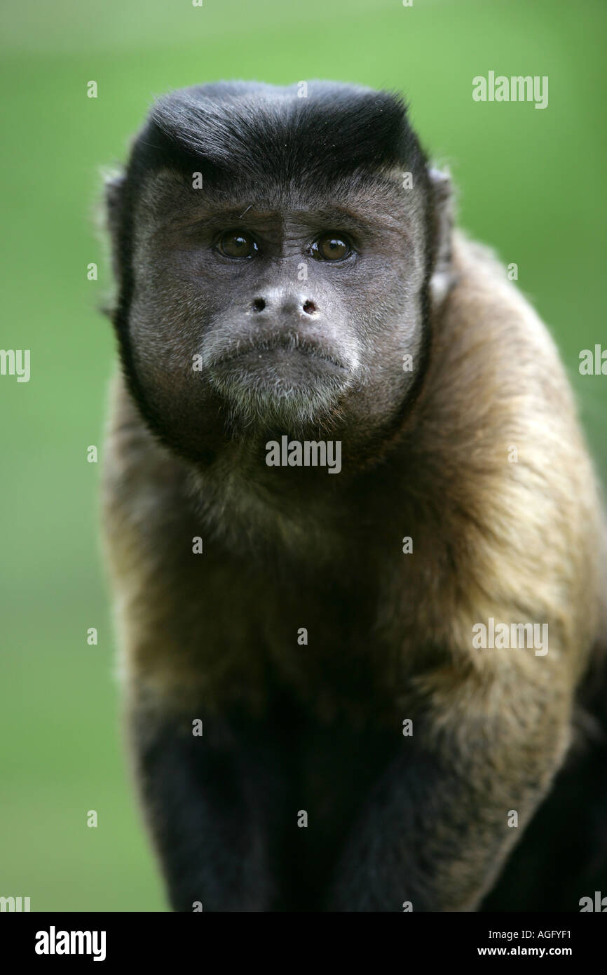 Hooded capuchin monkey hi-res stock photography and images - Alamy