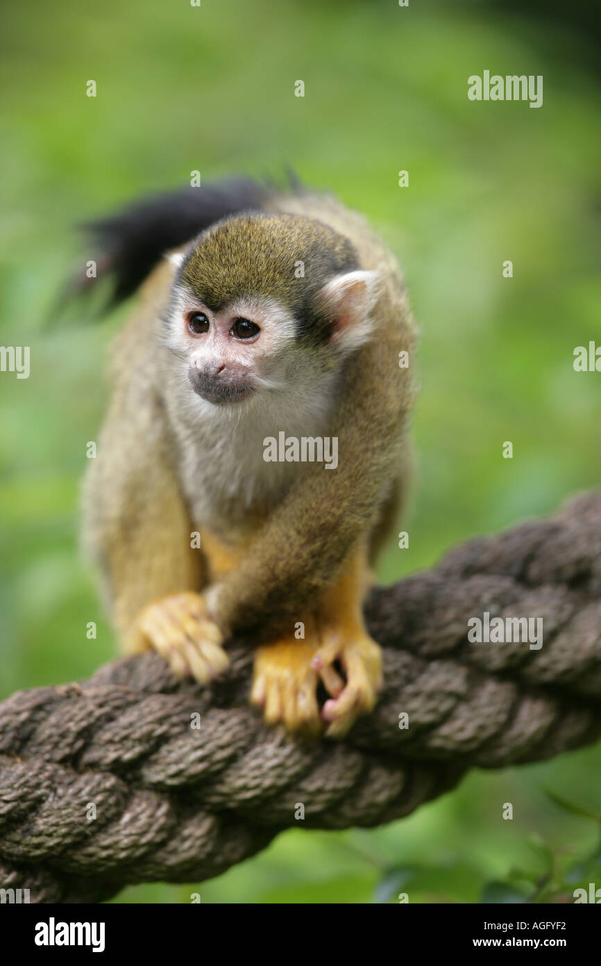 Squirrel monkey sitting on a rope Saimiri sciureus Stock Photo - Alamy