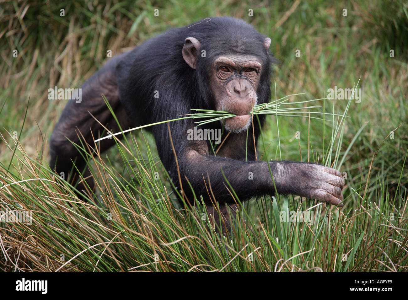 Chimpanzee eating grass hi-res stock photography and images - Alamy