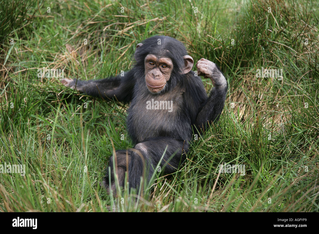Baby chimpanzee playing hi-res stock photography and images - Alamy