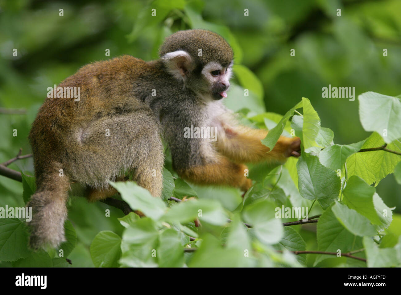 Saimiri sp hi-res stock photography and images - Alamy