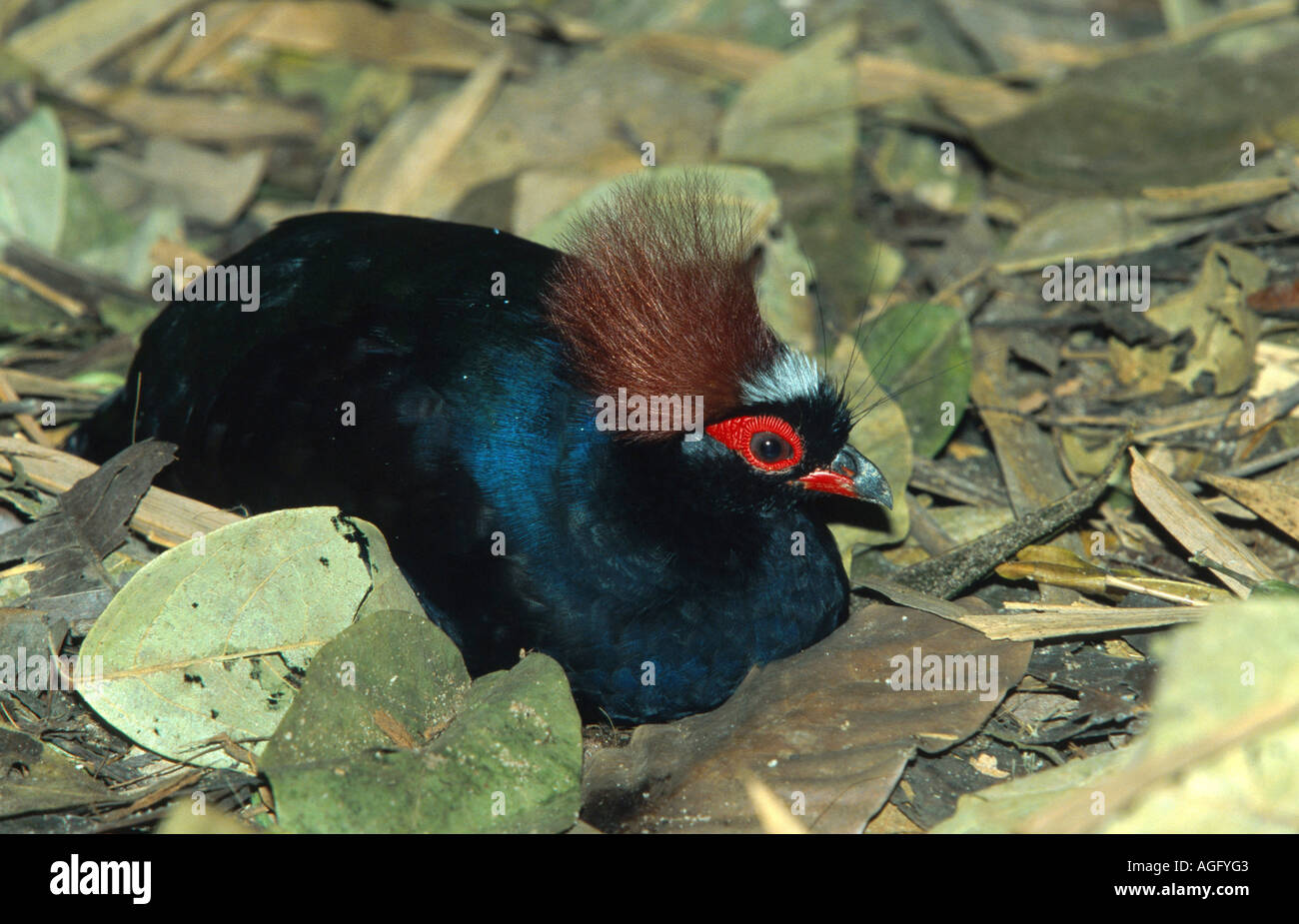 crested wood partridge (Rollulus roulroul), sitting, Malaysia Stock ...