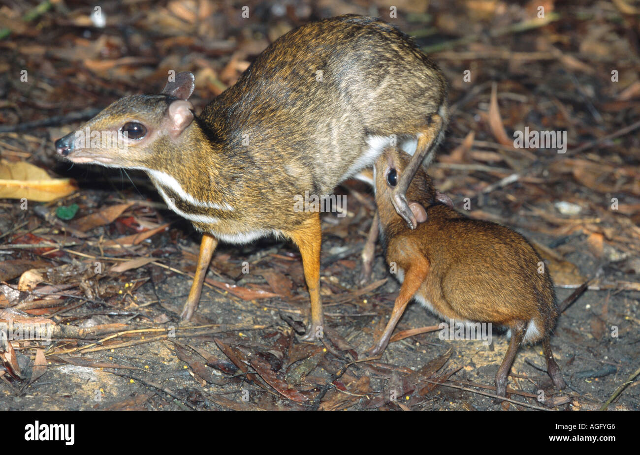 Asiatic mouse deer High Resolution Stock Photography and Images - Alamy