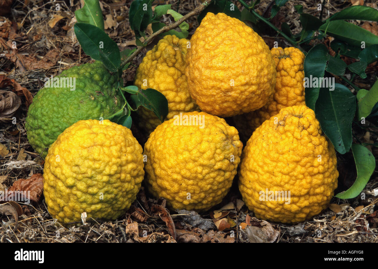 citron (Citrus medica), Fruits paying on the soil, Costa Rica Stock ...