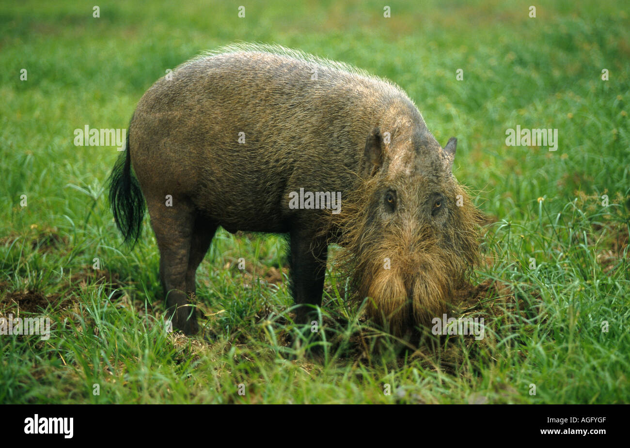bearded pig (Sus barbatus), standing, Indonesia, Borneo Stock Photo - Alamy