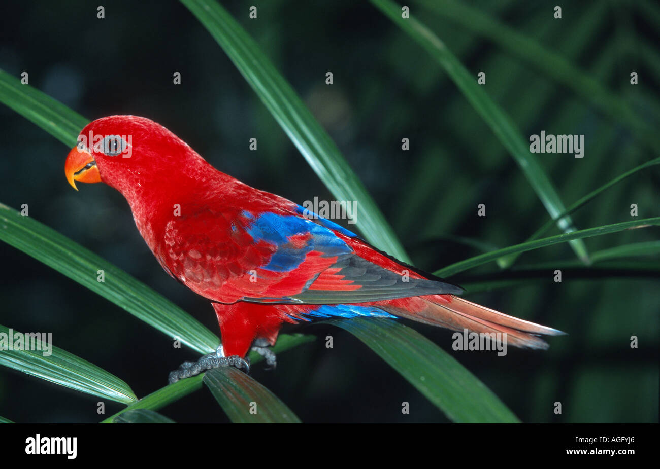 red lory (Eos bornea), Indonesia, Borneo Stock Photo - Alamy