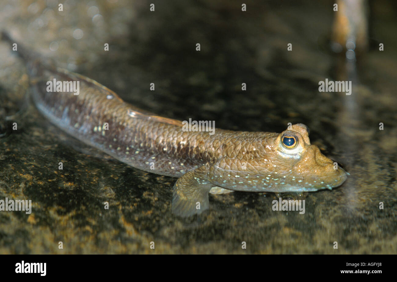 mudskippers, mudhoppers, climbing-fish (Periophthalmus spec.), lying on ...