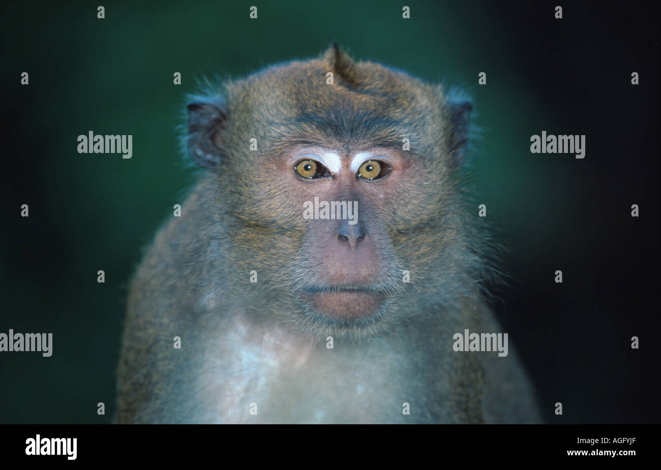 crab-eating macaque, Java macaque (Macaca fascicularis, Macaca irus ...