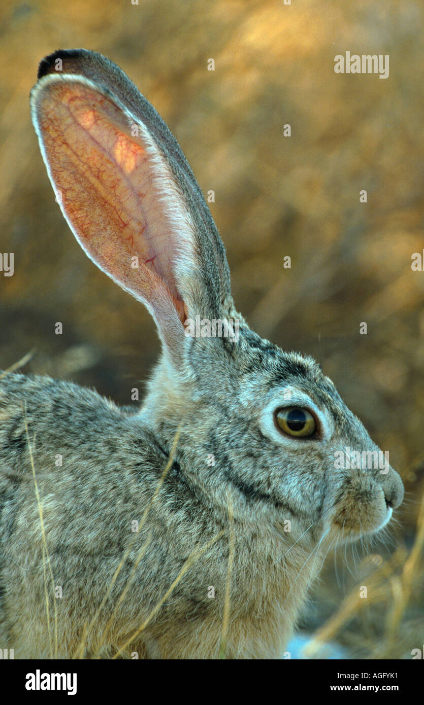 African cape hare lepus capensis hi-res stock photography and images ...