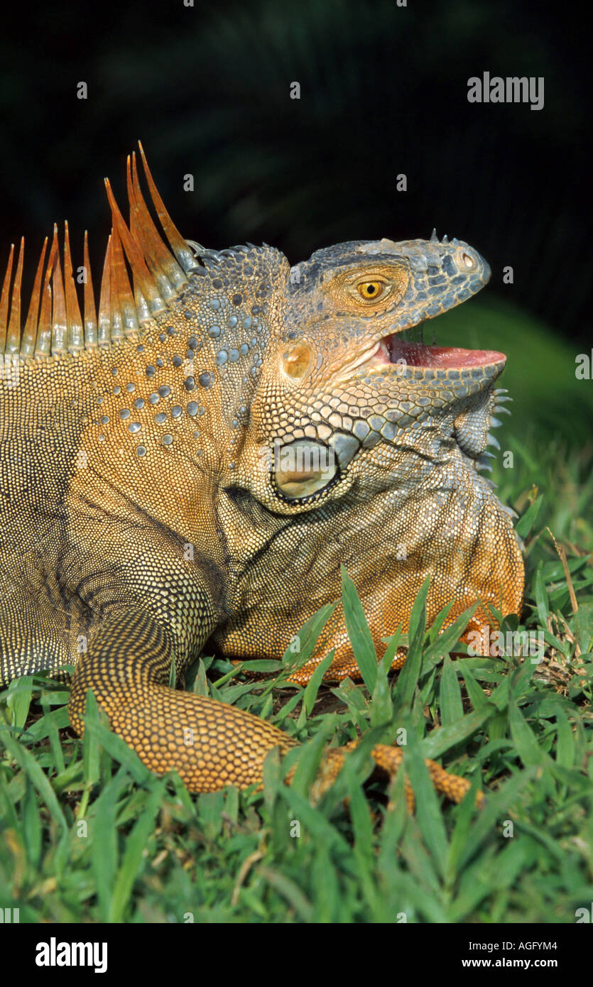 green iguana, common iguana (Iguana iguana), Portrait, threatening ...