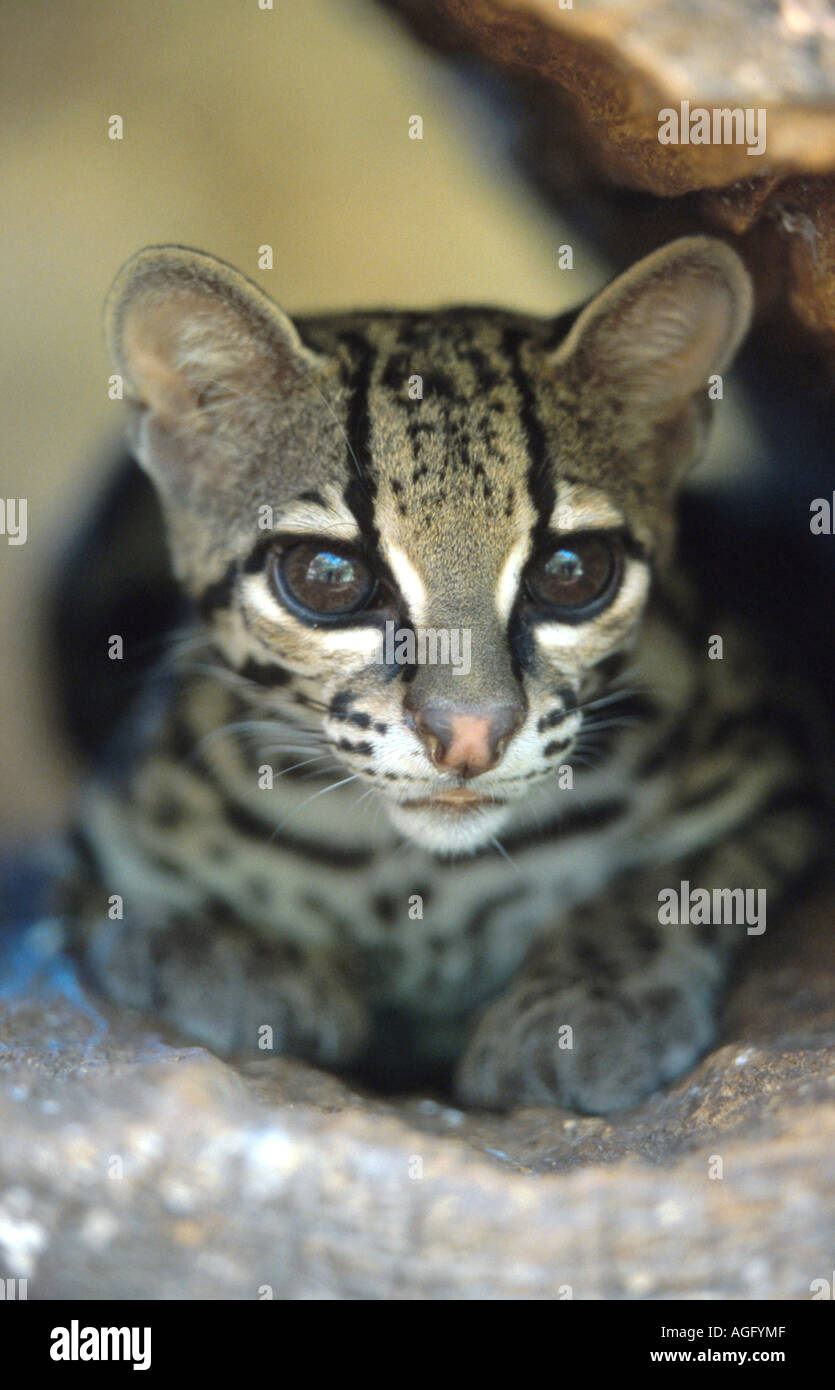 Margay hi-res stock photography and images - Alamy