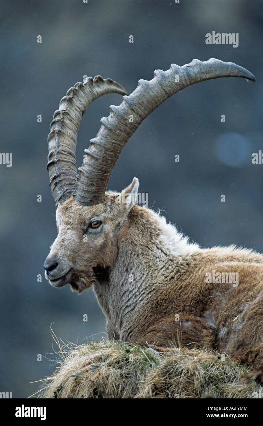 Steinbock Close Up High Resolution Stock Photography and Images - Alamy