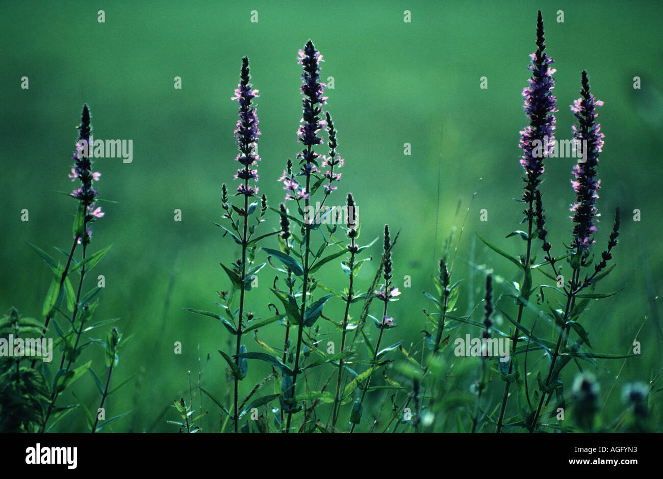 purple loosestrife, spiked loosestrife (Lythrum salicaria ...