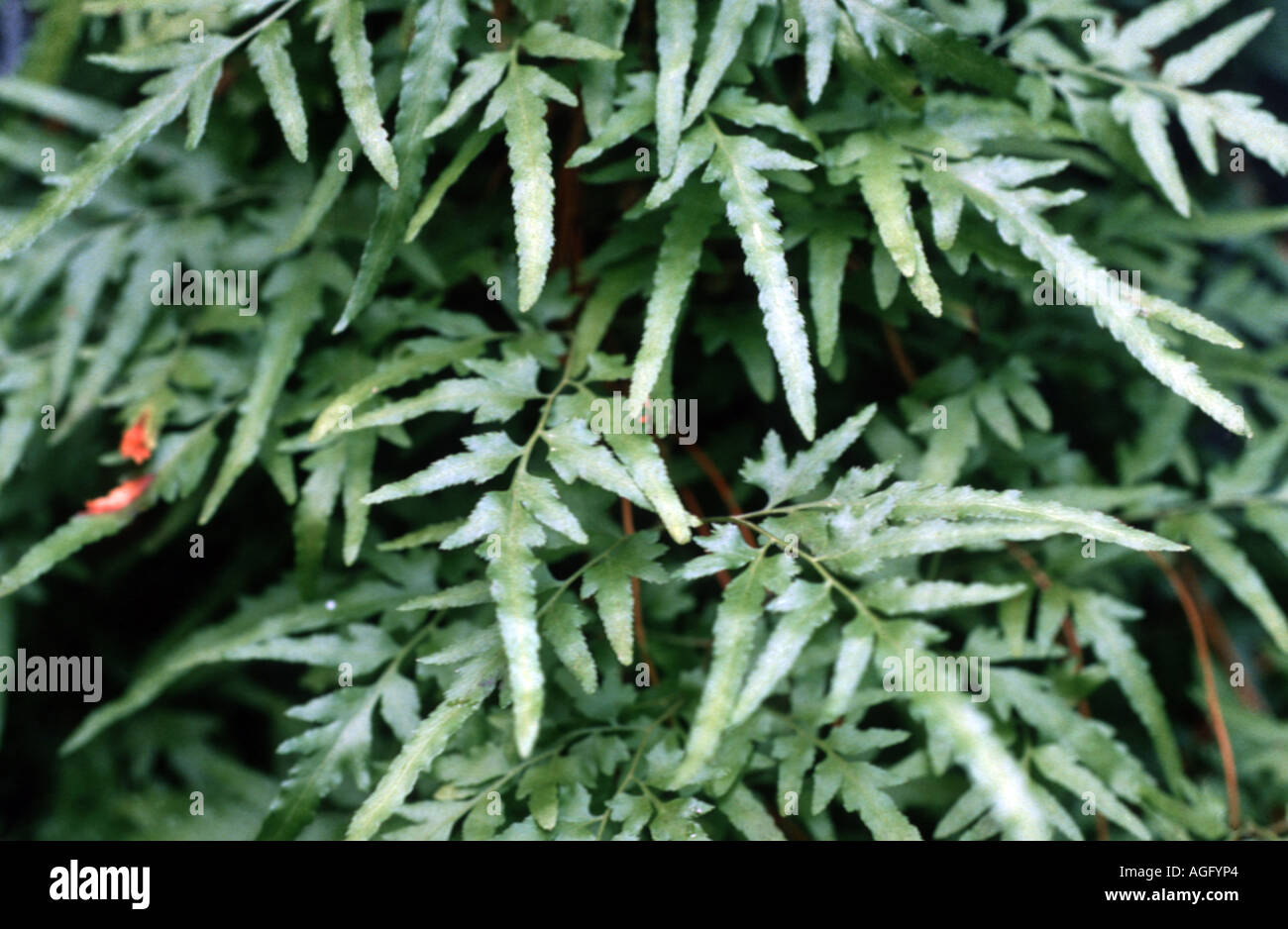 Lygodium hi-res stock photography and images - Alamy